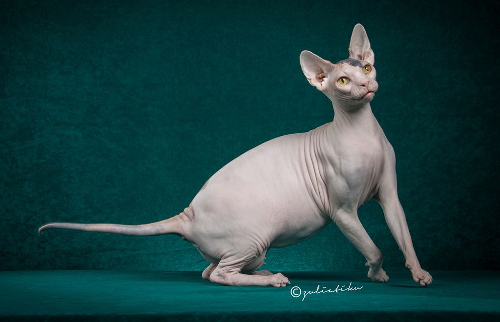 Photos: Champion Cats are Show-Stopping Stunners | Live Science