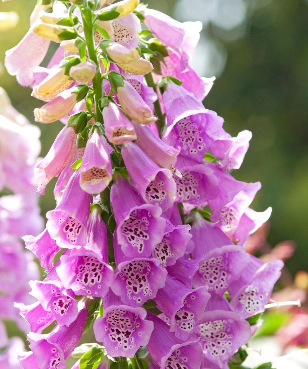 Foxgloves care and growing guide: expert tips for success | Homes and ...