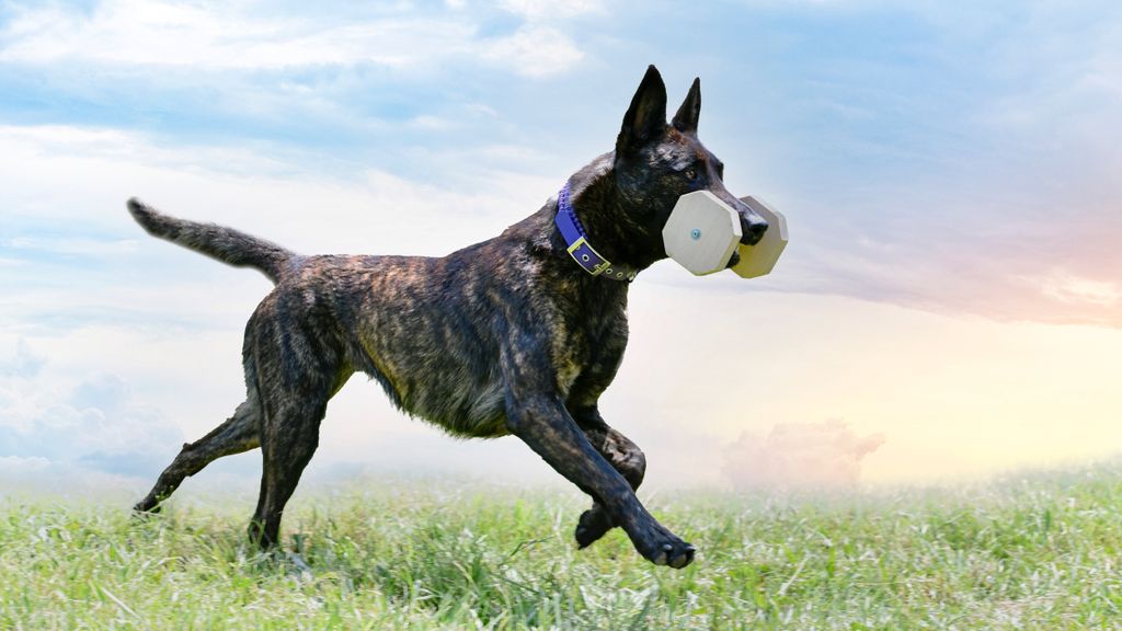 32 things to know about Dutch shepherd dogs | PetsRadar