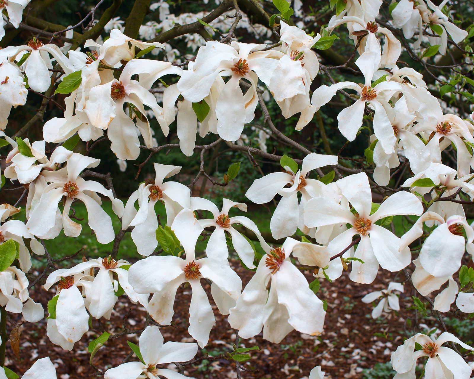 Magnolia trees: a guide to the most popular varieties | Gardeningetc