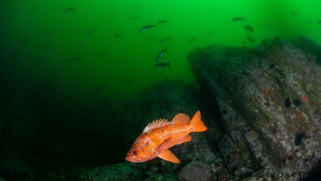 The longest living animals on Earth | Live Science