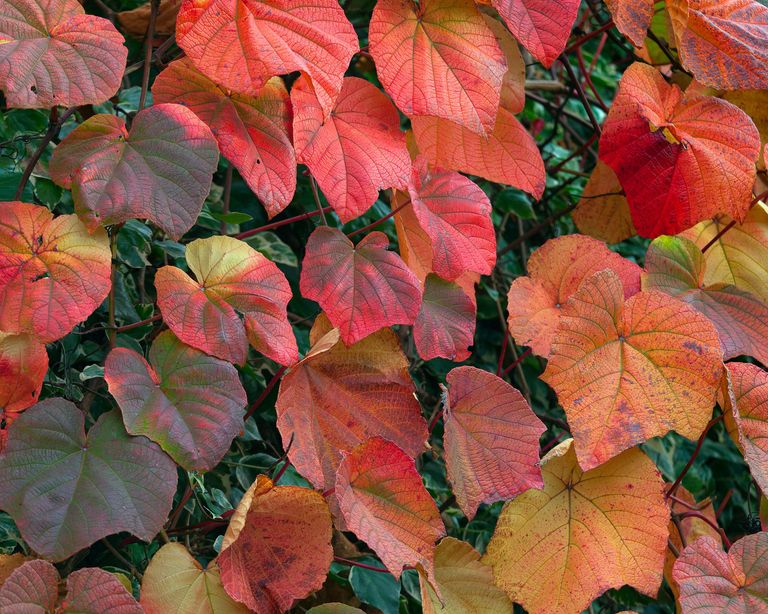 Fast-growing climbing plants: 10 vines for vertical spaces | Gardeningetc