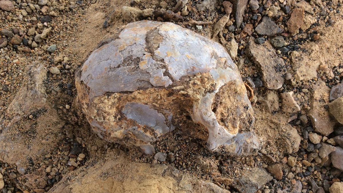 In Photos: 13-Million-Year-Old Primate Skull Discovered | Live Science