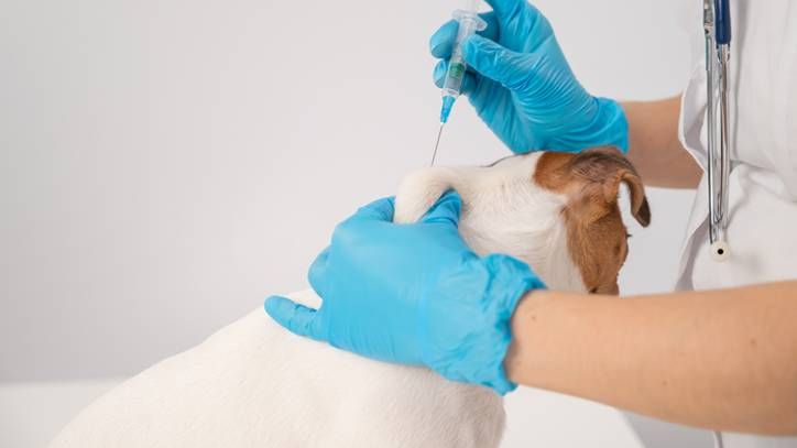 How to give a dog insulin: A vet's guide | PetsRadar How to give a dog insulin: A vet's guide | PetsRadar