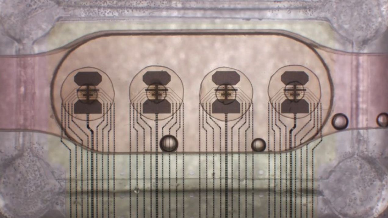 World's first bioprocessor uses 16 human brain organoids for ‘a million ...