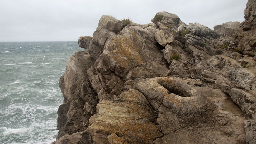 Fossil Forest, Dorset: England's 145 million-year-old tree stump ...