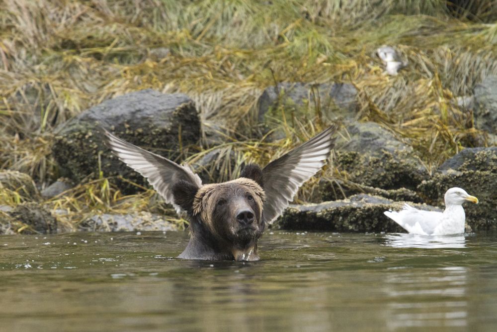 Photos: Hilarious Animal Antics | Live Science