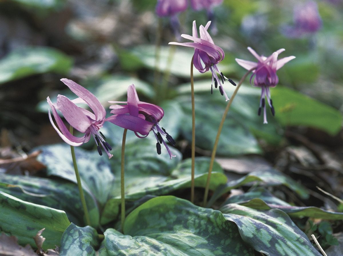 Dogtooth Trout Lily Care - Tips On Planting Dogtooth Violet Bulbs ...