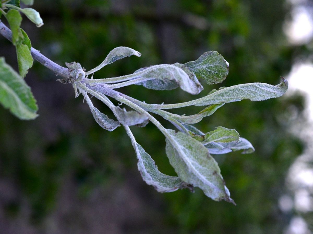 Treating Powdery Mildew On Trees: What To Do For Trees With Powdery ...
