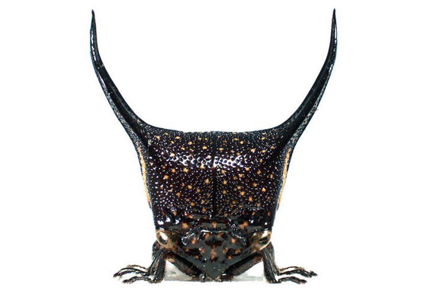 Crazy Beautiful: Gallery of Treehopper Helmet Designs | Live Science