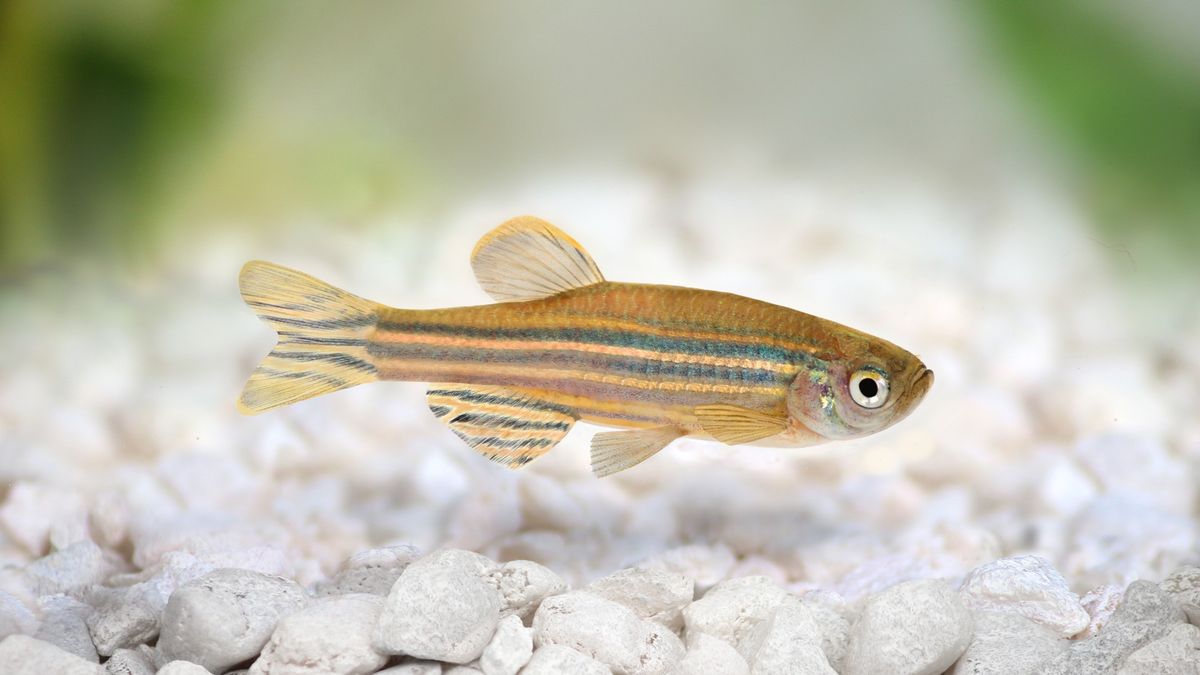 6 strangest hearts in the animal kingdom | Live Science