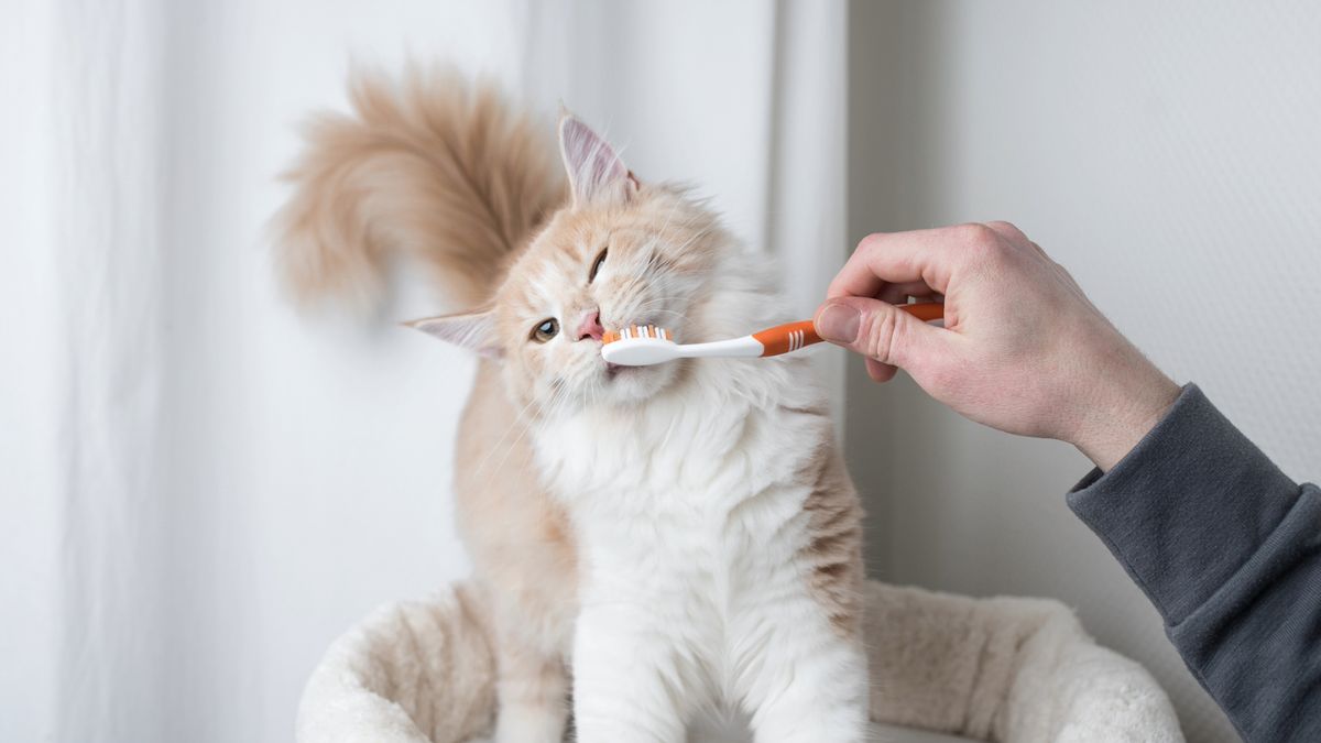 Gingivitis in cats: Vet’s guide | PetsRadar