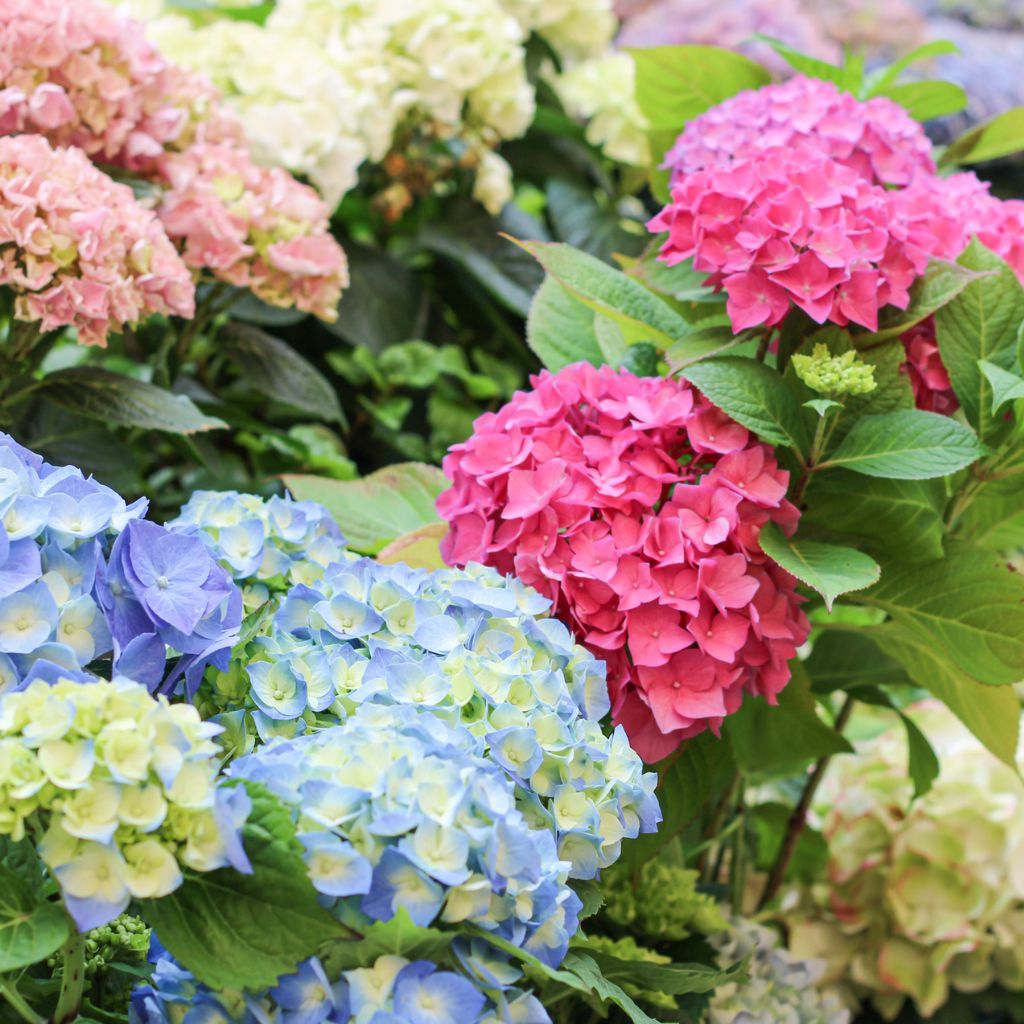 Hydrangea Plant Types: Different Hydrangea Plants For The Garden ...