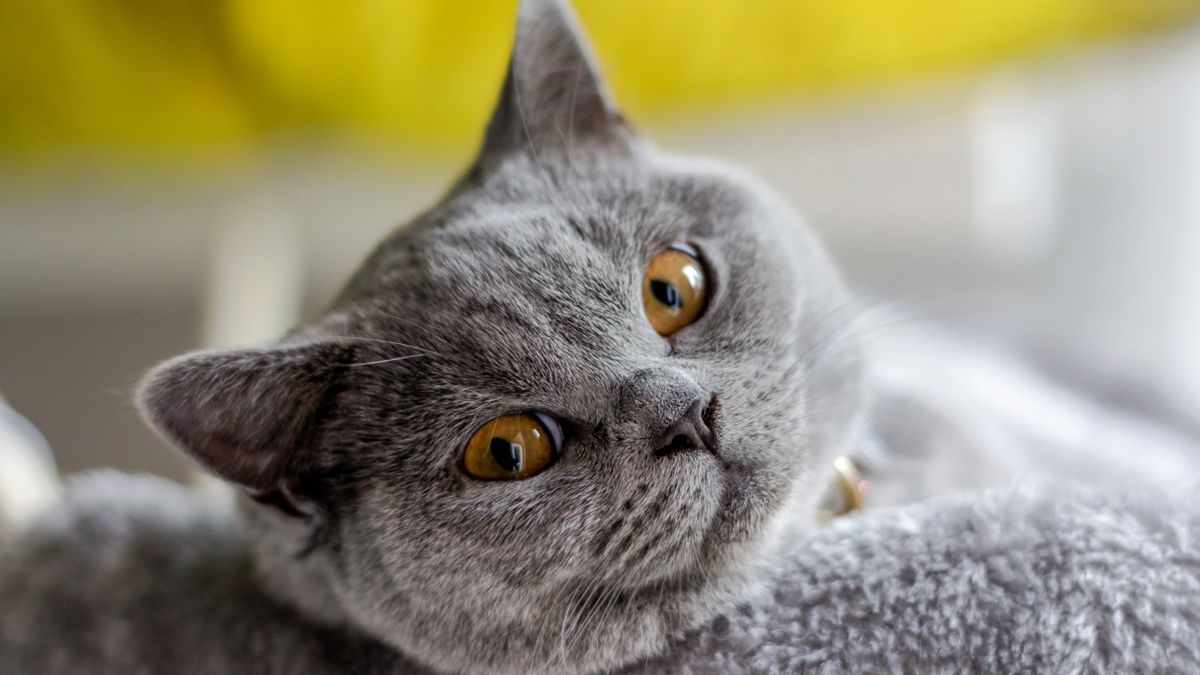 32 low-maintenance pets for busy pet parents | PetsRadar