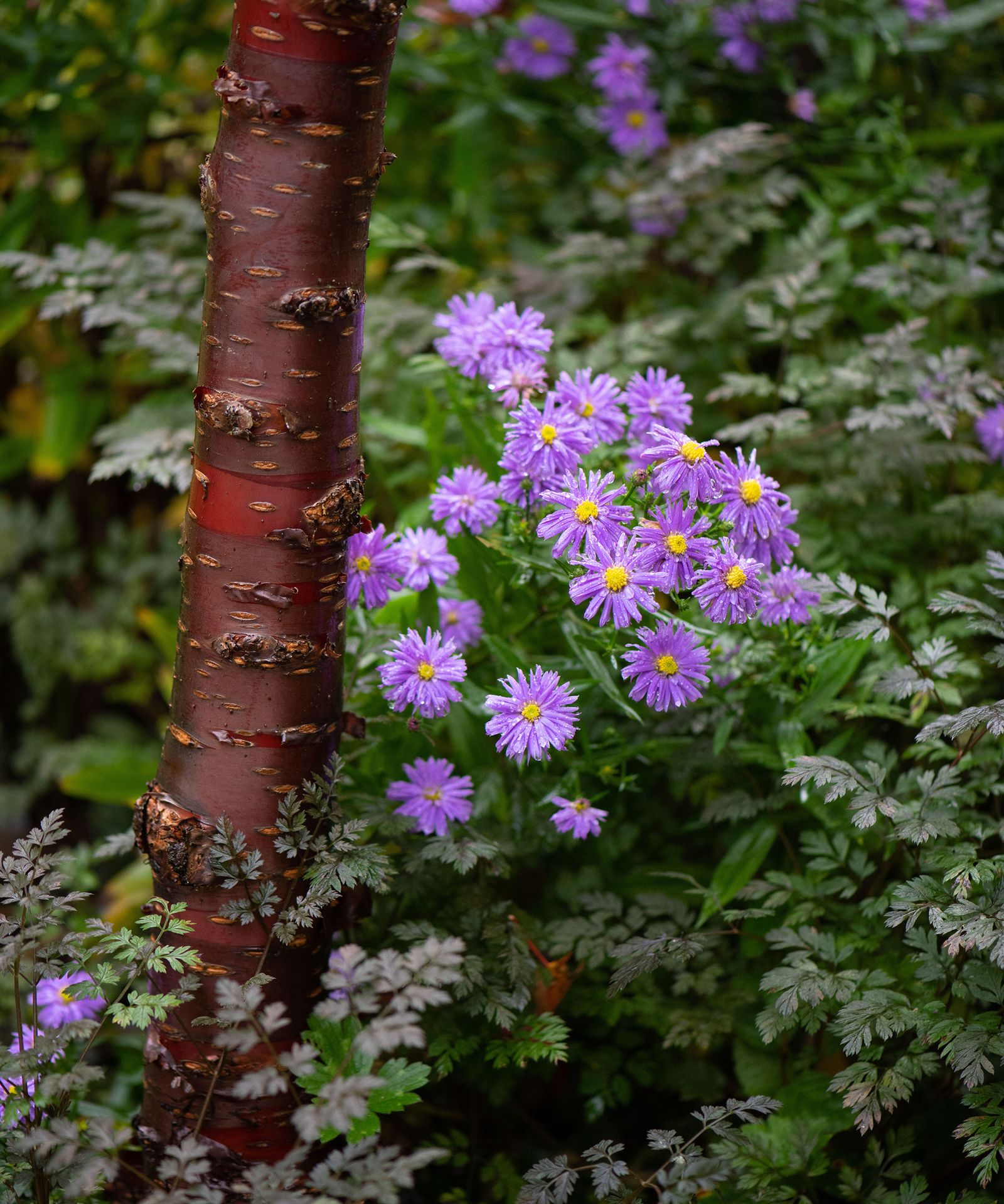 Best plants for small gardens: 22 stunning choices for compact plots ...