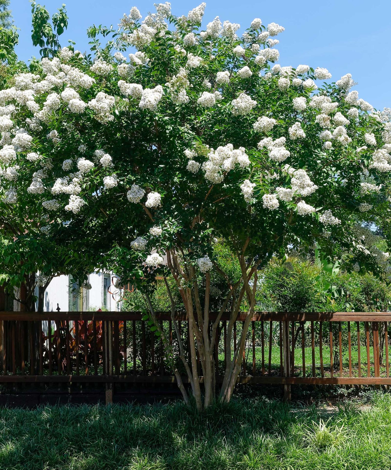 Crepe myrtle care and growing guide: tips for these trees | Homes and Gardens