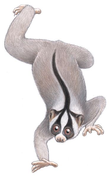 Image Gallery: 25 Primates in Peril: Page 2 | Live Science