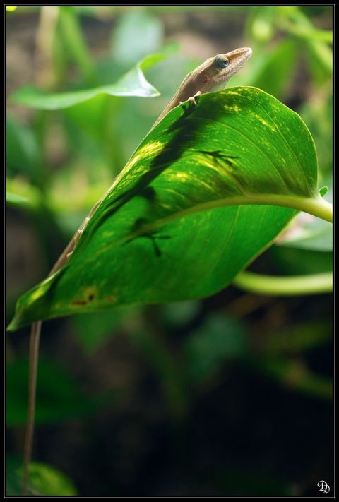 Skin Shedders: A Gallery of Creatures That Molt | Live Science