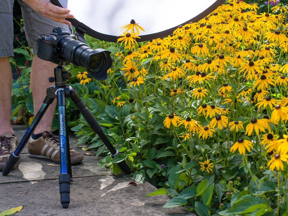 How to photograph flower close-ups in natural light | Digital Camera World