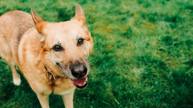 32 unpopular dog breeds | PetsRadar