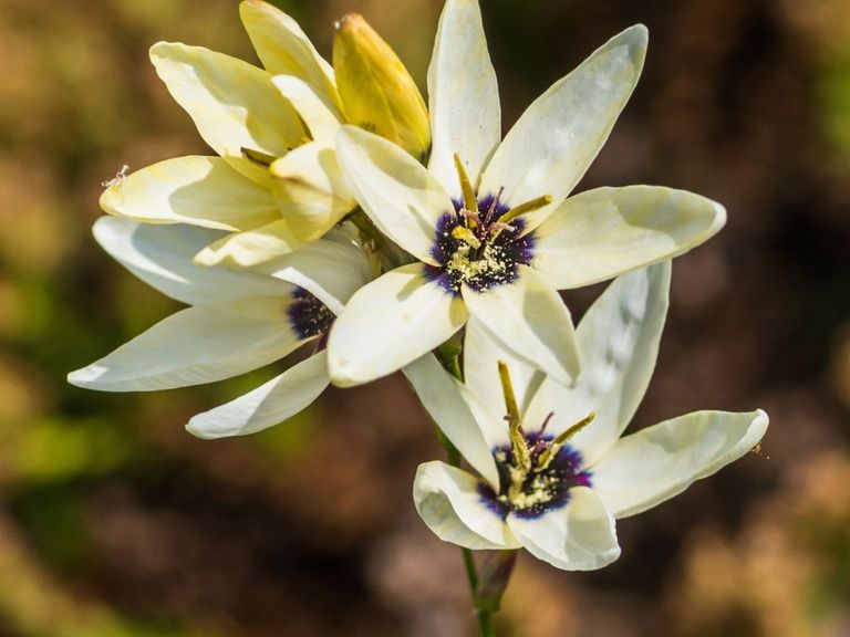 Ixia Plant Info - Tips For Growing African Corn Lily Plants | Gardening ...