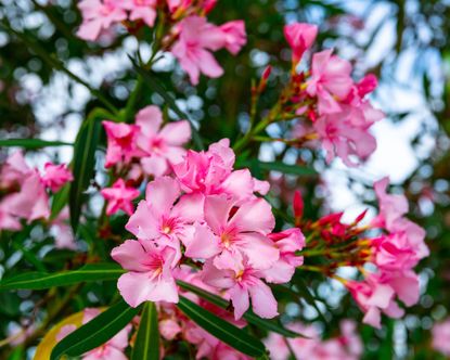 Oleanders growing guide: tips for these flowering shrubs | Gardeningetc