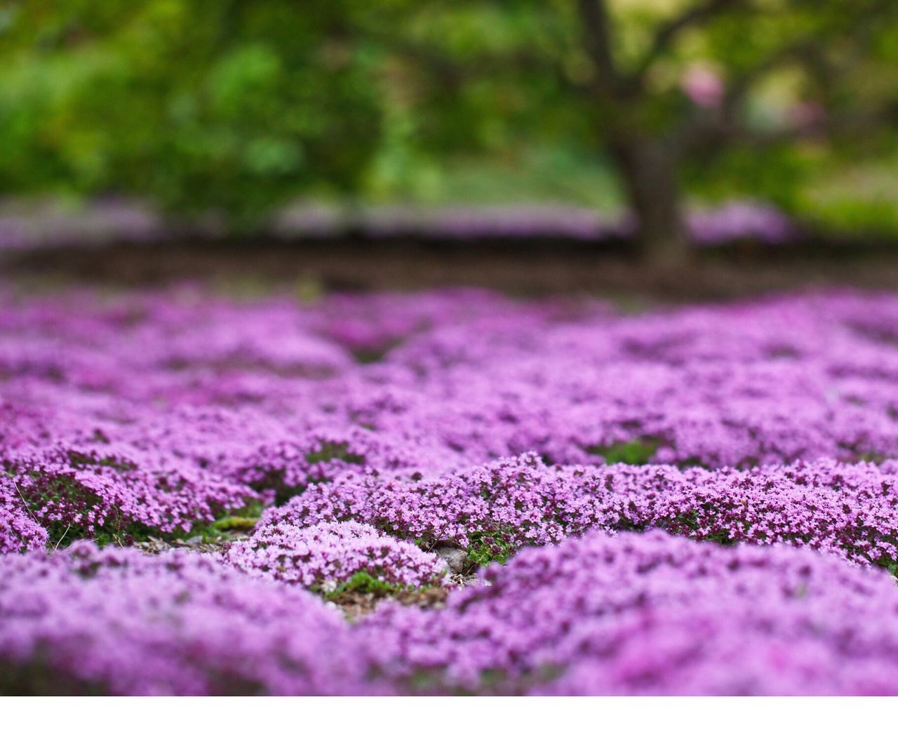 6 Must-Have Ground Covers Every Garden Should Include | Gardening Know How
