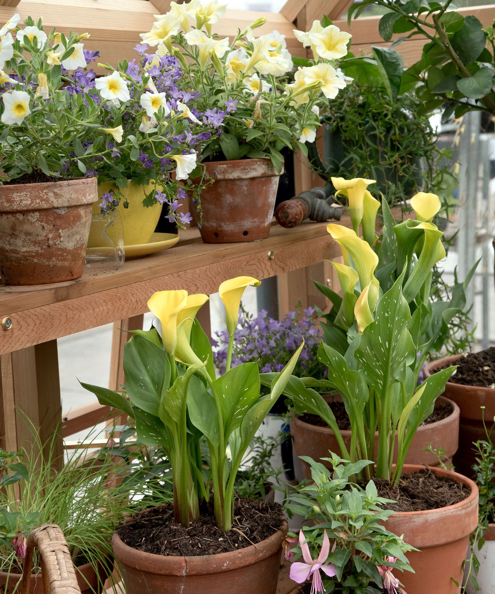 How to clean flower pots: 6 simple steps to follow | Homes and Gardens