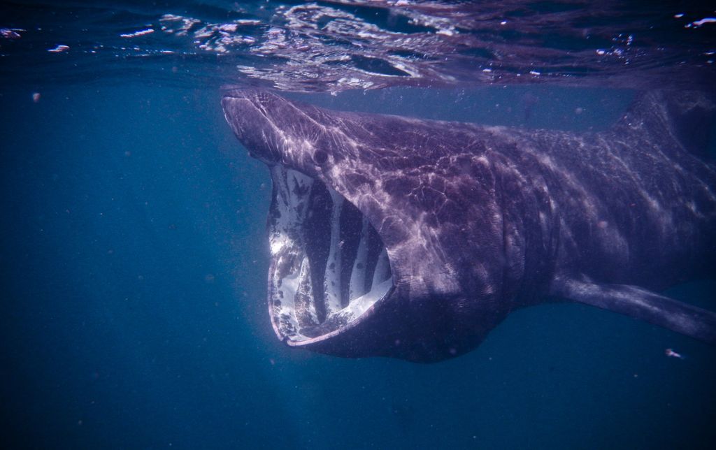 A complete guide to the sharks you'll find in the seas of Britain (and ...