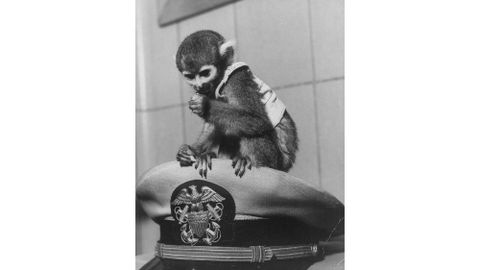 Able and Baker: The First Primates to Survive Spaceflight in Photos | Space