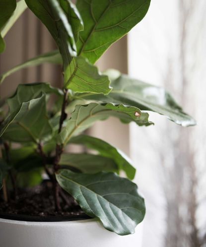 How to care for a fiddle leaf fig — 8 expert tips | Real Homes