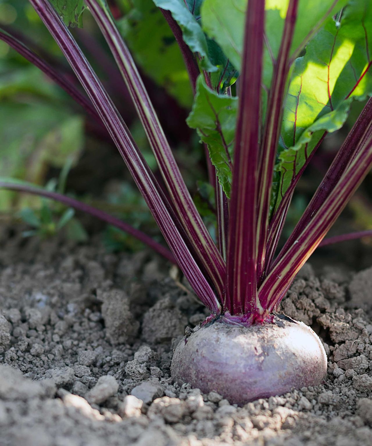 How to grow beetroot: practical tips for growing this tasty root ...