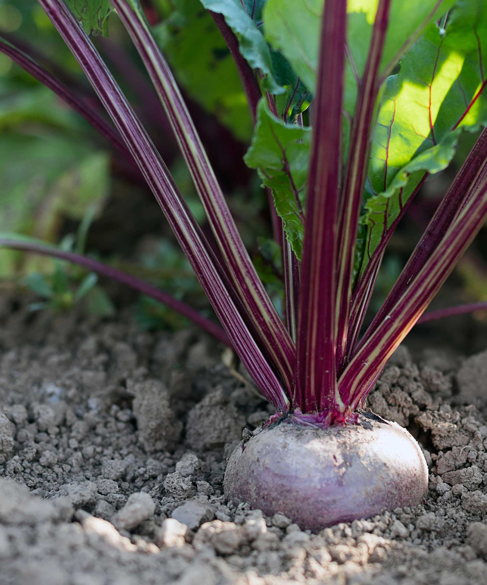 How to grow beetroot: practical tips for growing this tasty root ...