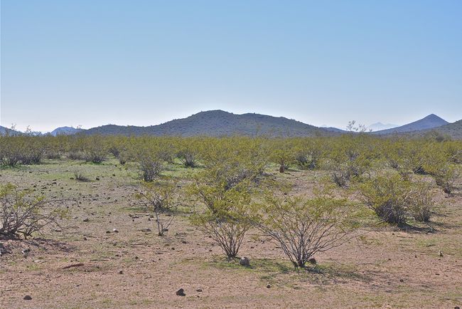 Creosote Bushes Photos | Desert Plants & Flora | Live Science