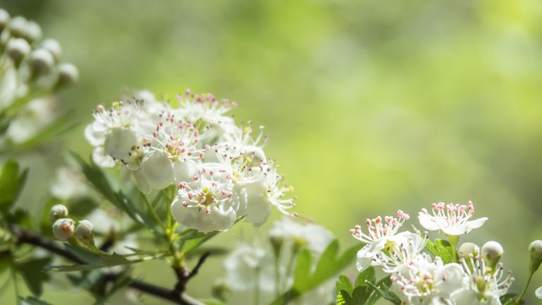 How to grow almond trees in pots: expert gardening advice | Homes and ...