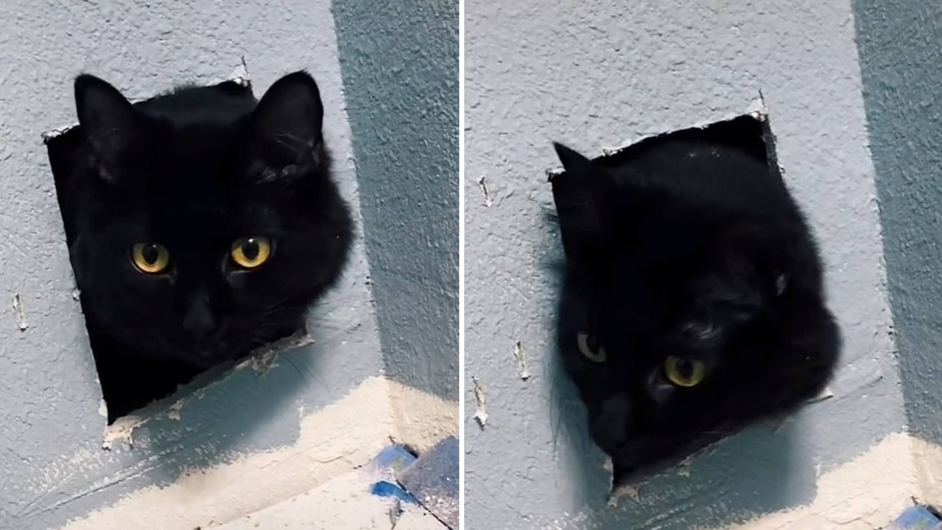 TikToker shares the moment her cat was found safe inside a wall after ...