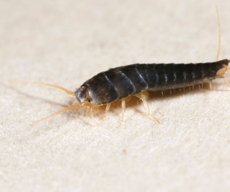 Identify indoor pests and learn how to get rid of them | Homes and Gardens