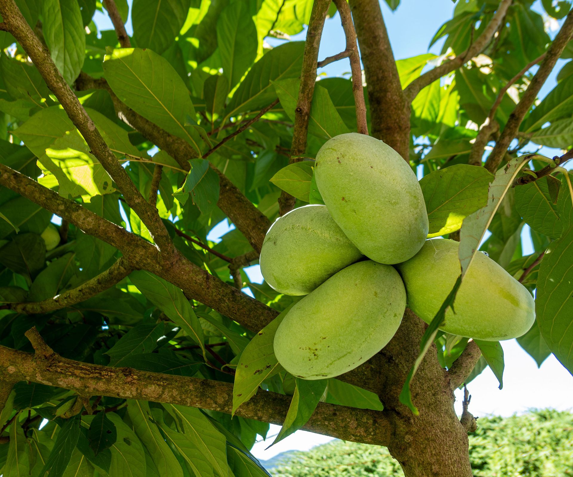 8 Fruiting Shrubs And Fruit Trees That Grow In Shade | Gardening Know How