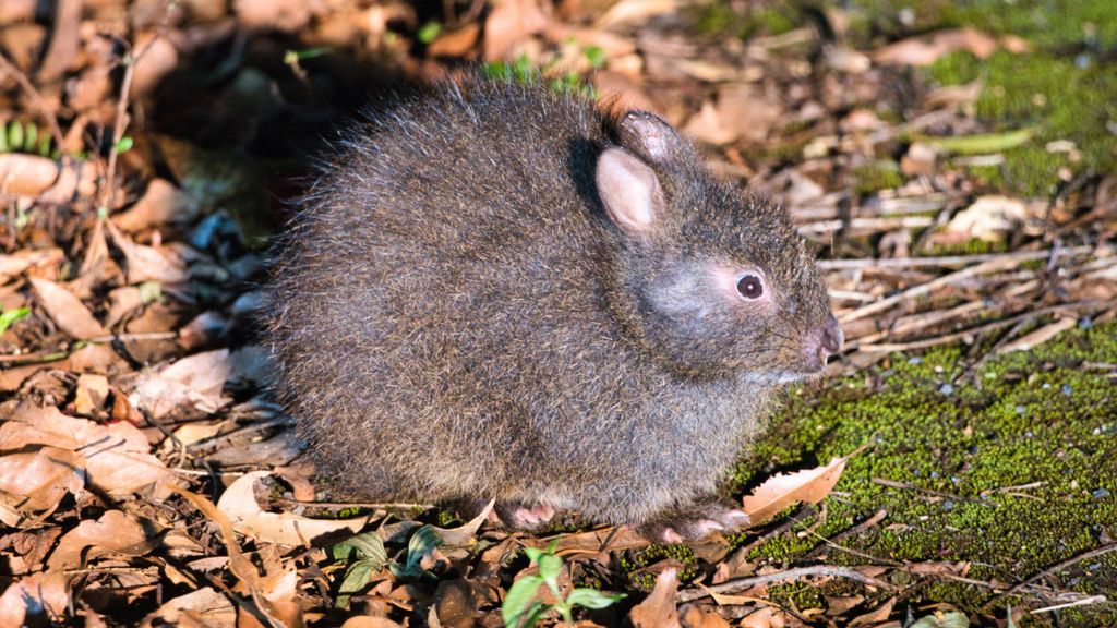 Living fossils: 12 creatures that look the same now as they did ...