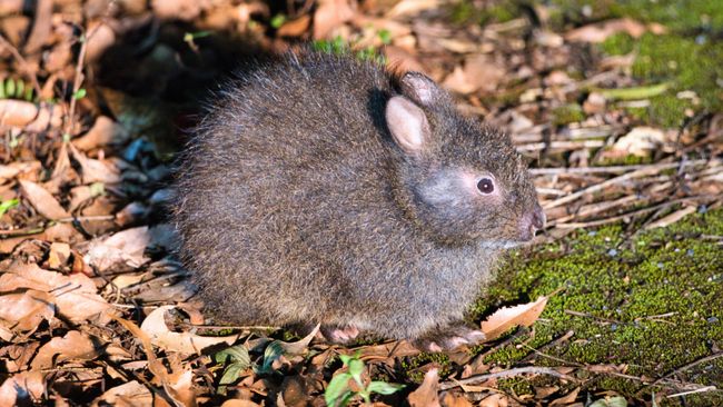 Living fossils: 12 creatures that look the same now as they did ...