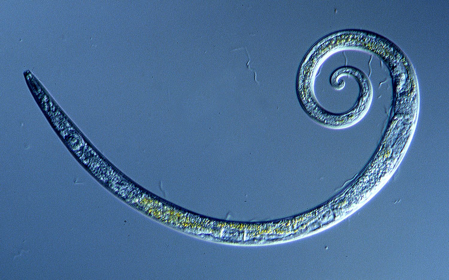 Worms Frozen for 42,000 Years in Siberian Permafrost Wriggle to Life ...
