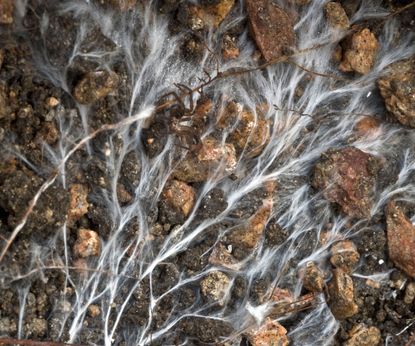 How to Amend Garden Soil for Your 2024 Growing Season | Livingetc