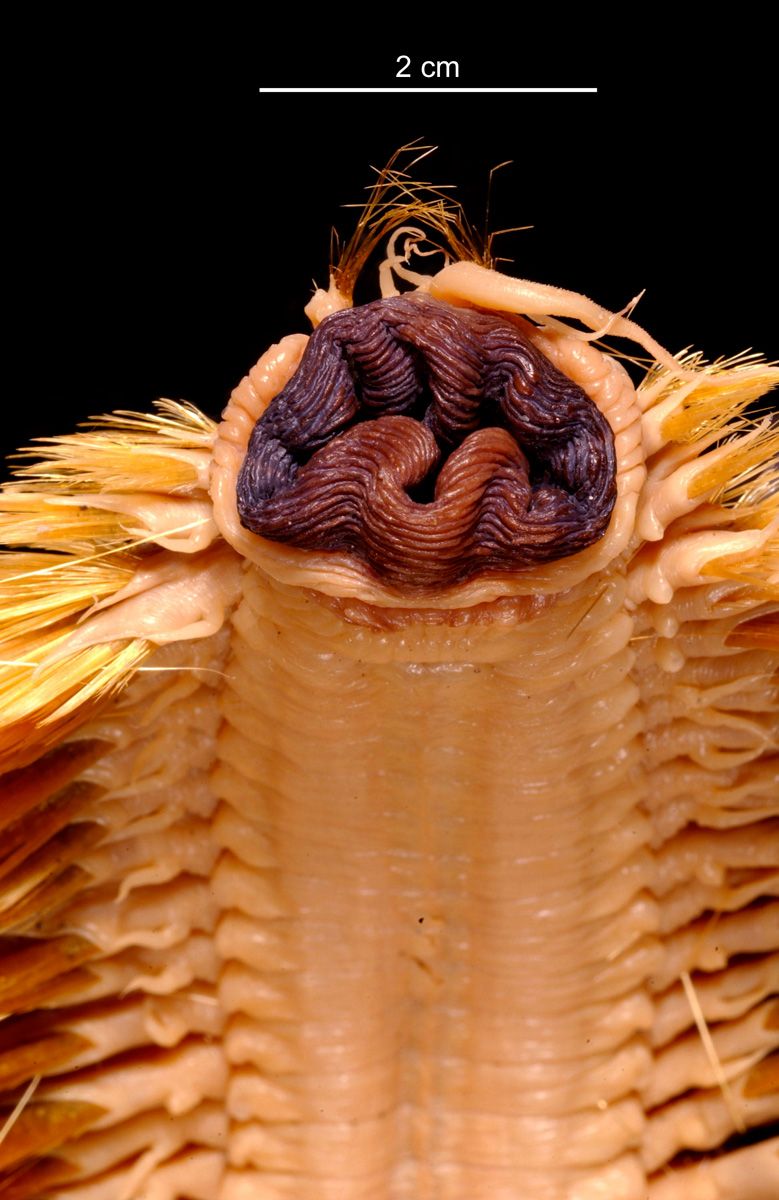 In Photos: Weird Bristle Worm Calls Antarctica Home | Live Science