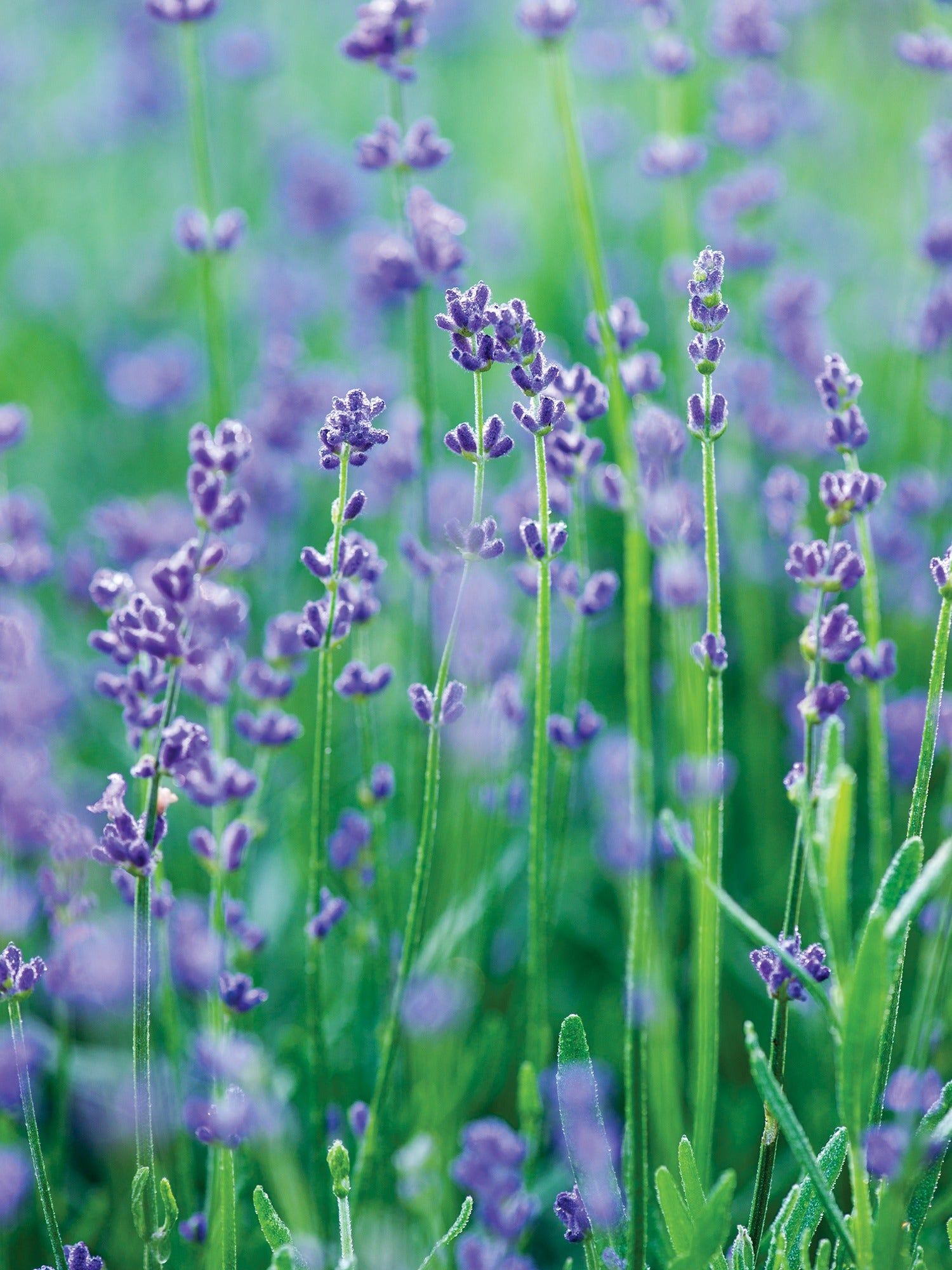 6 full sun ground cover plants: for sunny and dry yards | Homes and Gardens