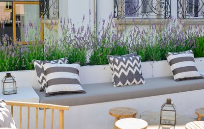 How to grow lavender: a step-by-step guide to growing this pretty ...