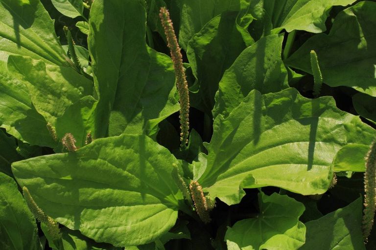 Plantain Herb Growing - Learn How To Identify Plantain Herbs For ...