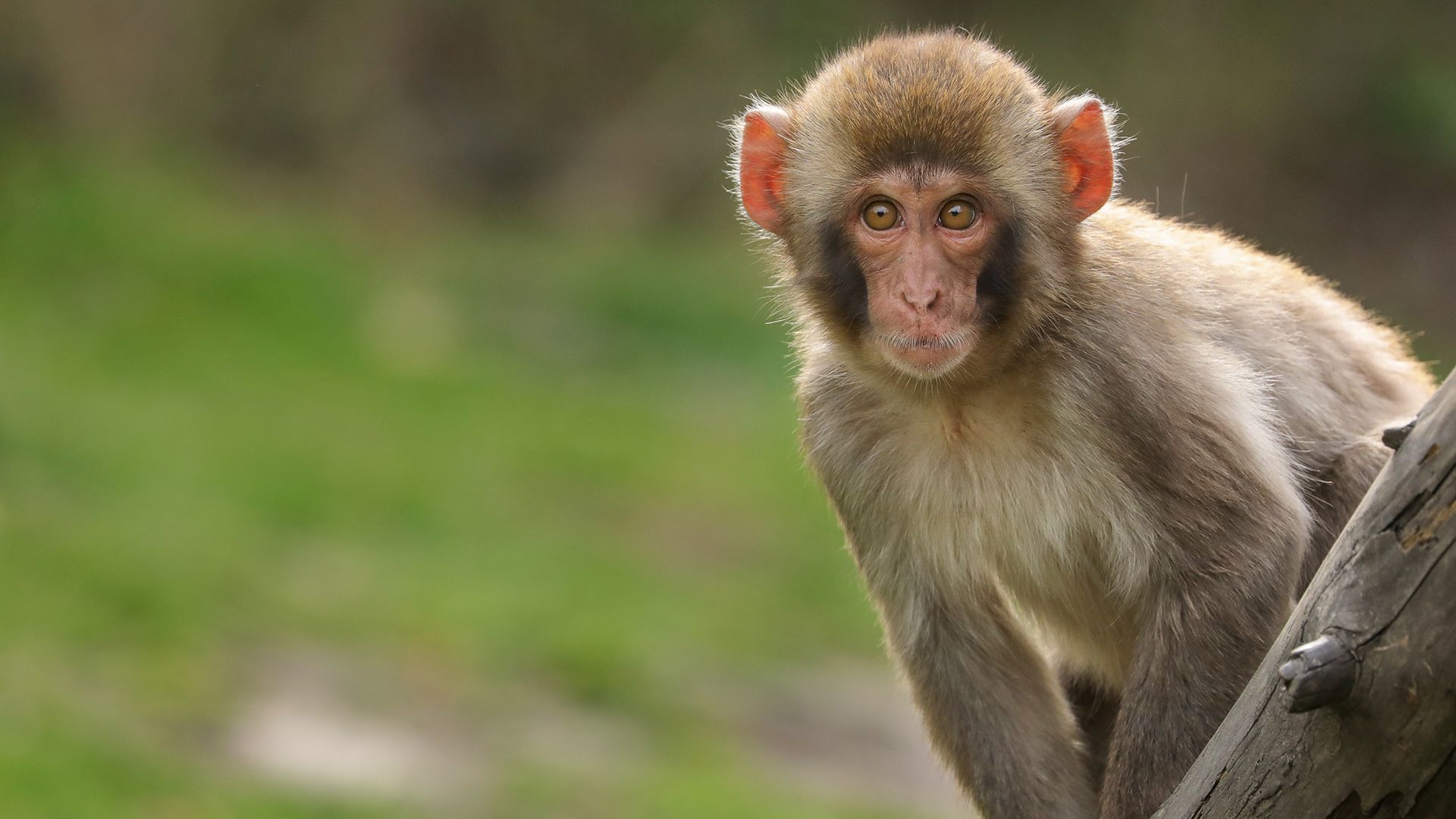A monkey in India stole COVID-19 blood samples from a lab worker | Live ...