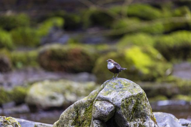 10 pro photo tips for amazing bird portraits with Canon cameras ...