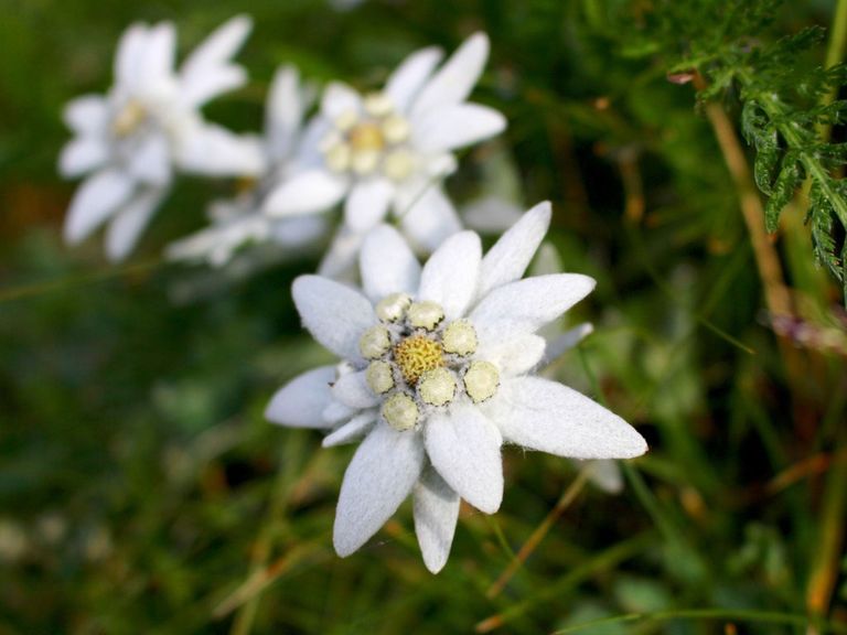 Growing Edelweiss - Information On The Care Of Edelweiss Plants ...