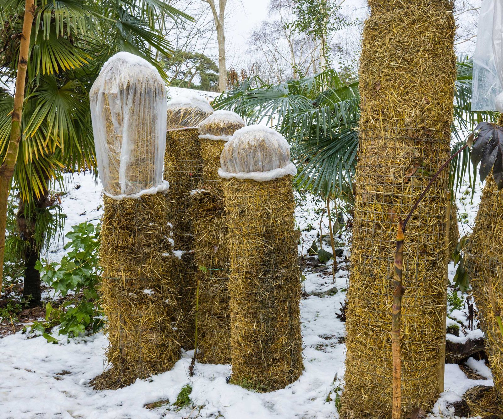 How to overwinter banana trees: professional tips | Homes and Gardens
